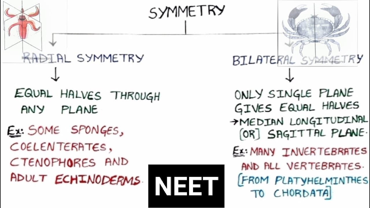 Symmetry || Animal Kingdom - YouTube