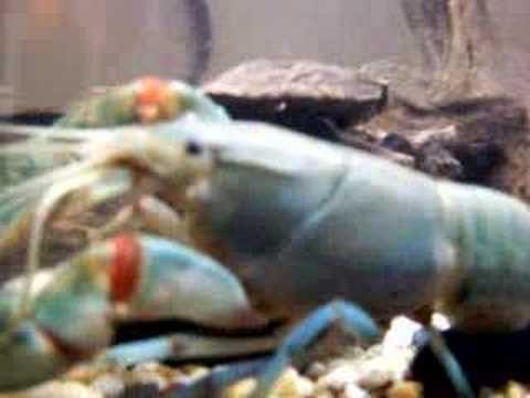 Yabbie female - YouTube