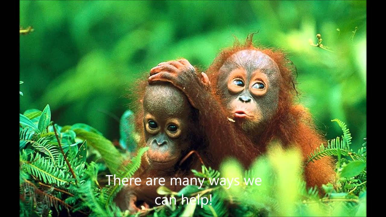 Endangered animals PSA - YouTube