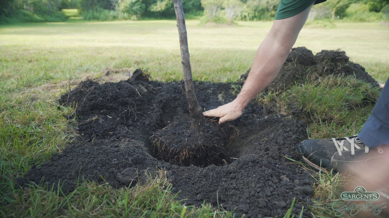 Training - Tree Planting - YouTube