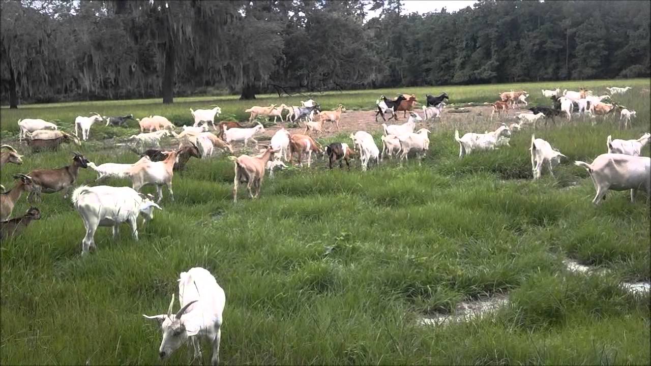Goats moving into field - YouTube