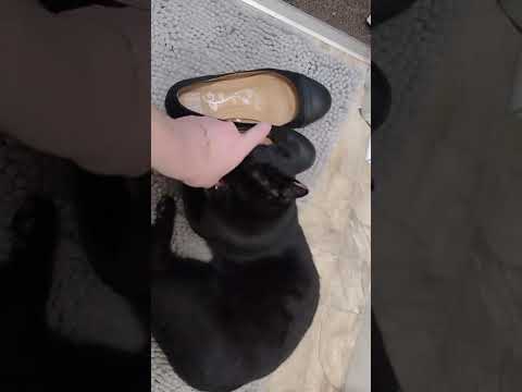 Neighbor cat with foot fetish