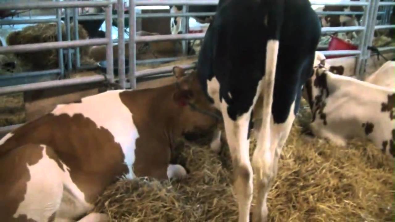 Delaware State Fair Cows - YouTube