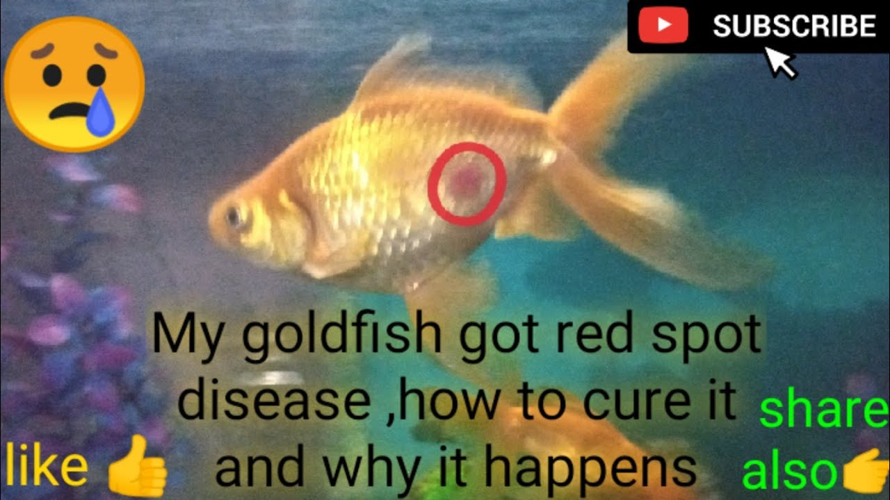 My Goldfish haves red spot disease. How to cure it?😱😱😱😱😨😨😨 - YouTube