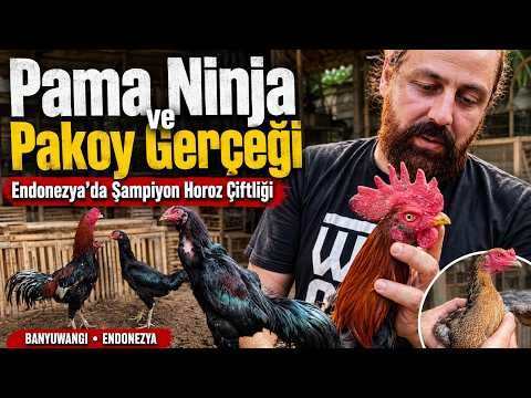 Pama Ninja ve Pakoy Gerçeği: Endonezya’da Şampiyon Horoz Çiftliği #hinthorozu #horoz #hinthoroz
