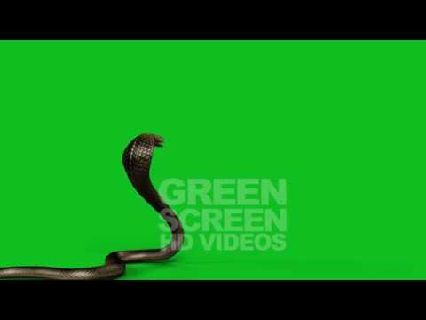 Cobra Snake bite green screen part-1 - YouTube
