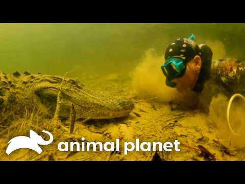 Coming FACE TO FACE with a Gator! | Gator Boys | Animal Planet