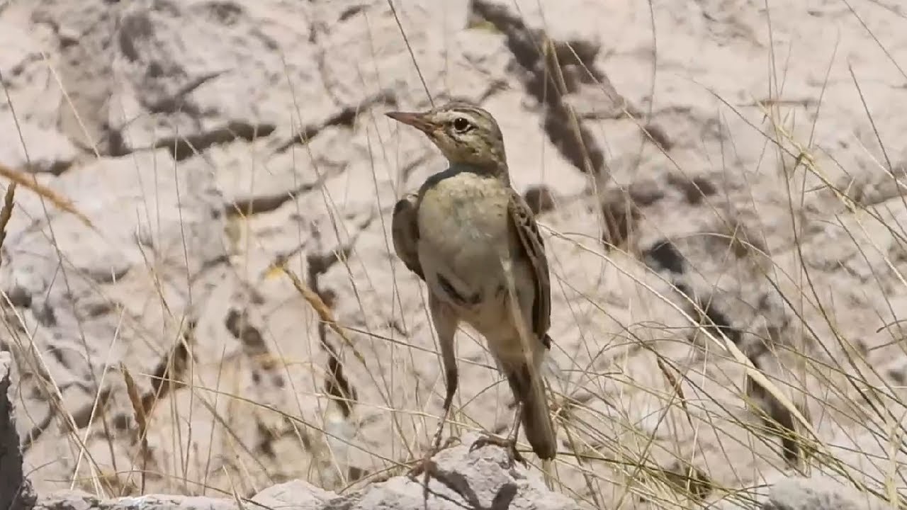 Ptice Hrvatske - Primorska trepteljka (Anthus campestris) (Birds of ...