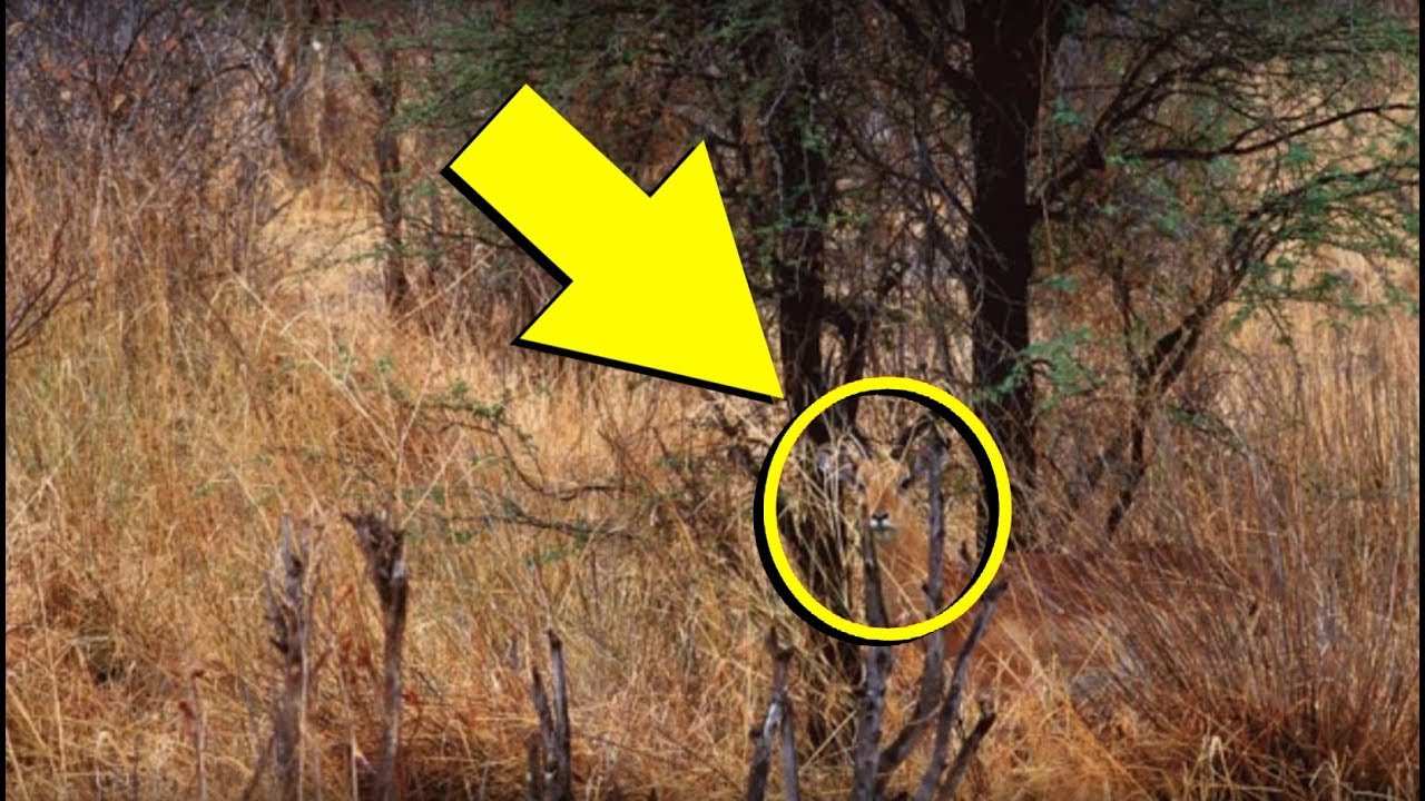 Czy znajdziesz ukryty obiekt na obrazku? 90% OBLEWA TEN TEST - YouTube