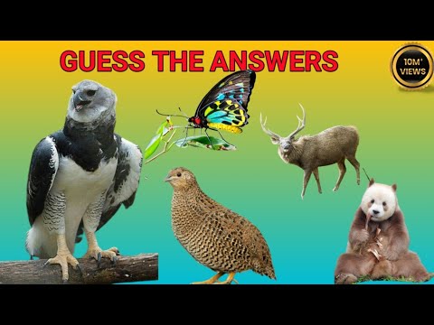 guess the animal // guess the animal name part 4 - YouTube