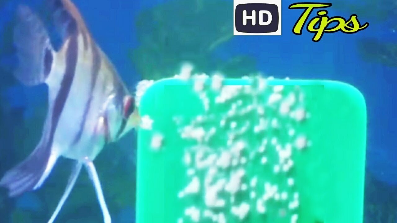 Angelfish Breeding simple Tips | Life cycle within 4 min. - YouTube