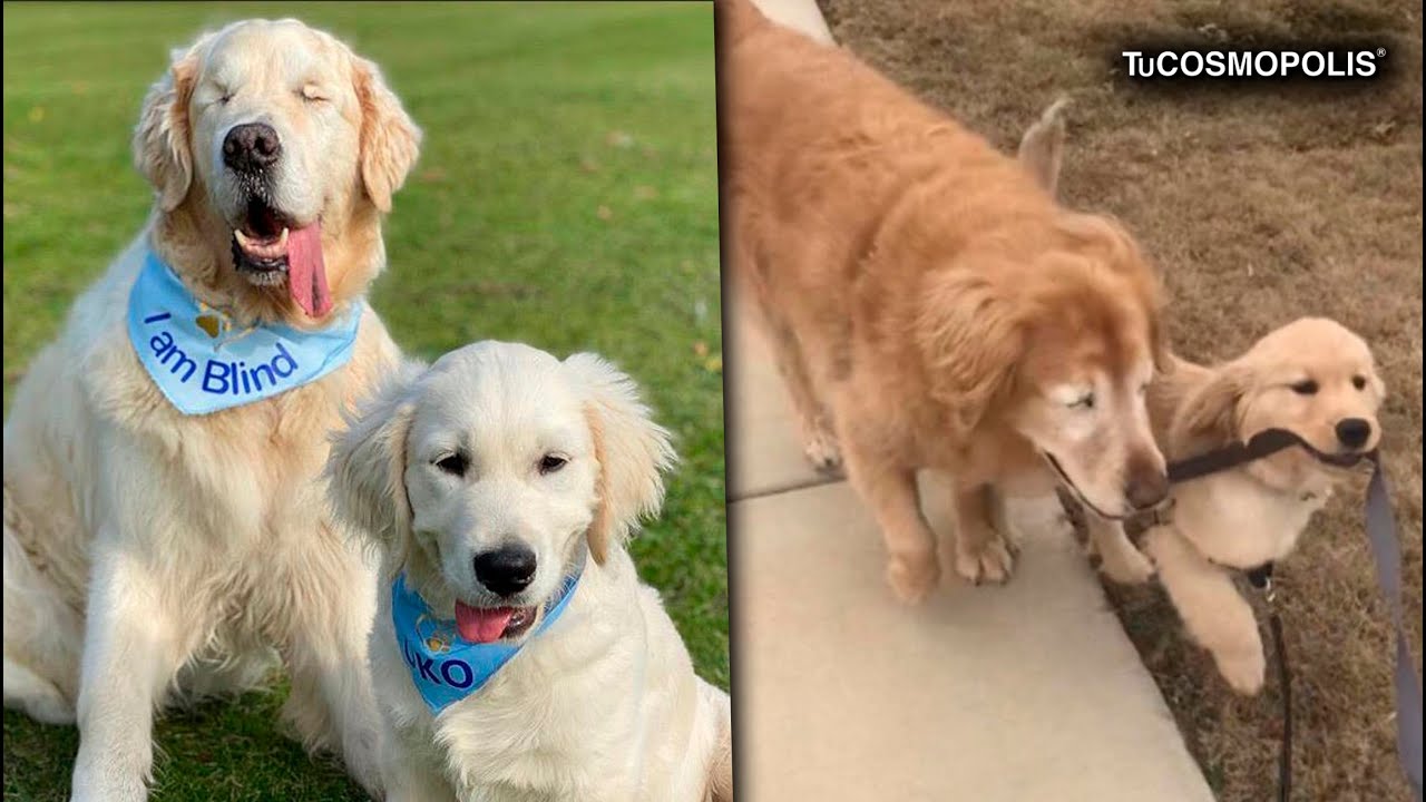 La HISTORIA del PERRO CIEGO que CUENTA con la AYUDA de un CACHORRO que ...