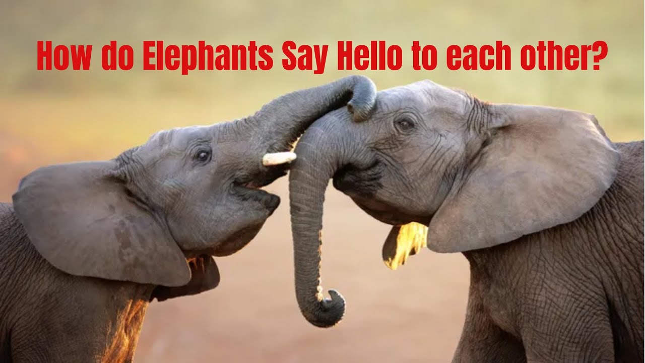 How do Elephants Say Hello to each other? - YouTube