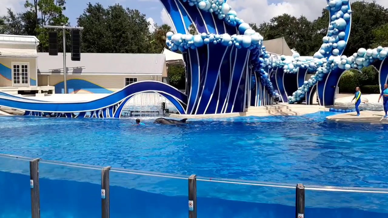 SeaWorld Summer 2019 - Swimming with Dolphins - YouTube
