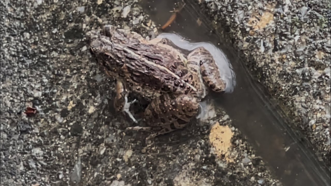 2025年8月12日 frog pee - YouTube