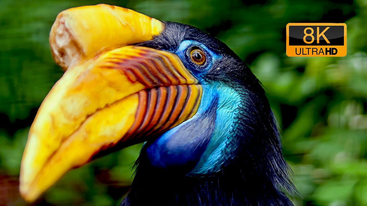 THE WORLD OF BIRDS in 8K ULTRA HD | BIRDS SPECIAL COLLECTION | WILD ...