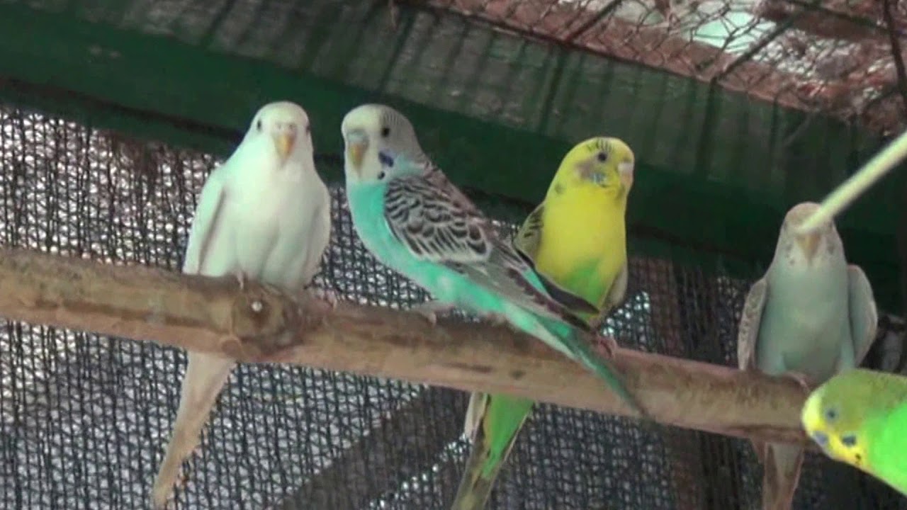 Loving Moments of Love Birds and feeding it Hatchlings (720p HD) - YouTube