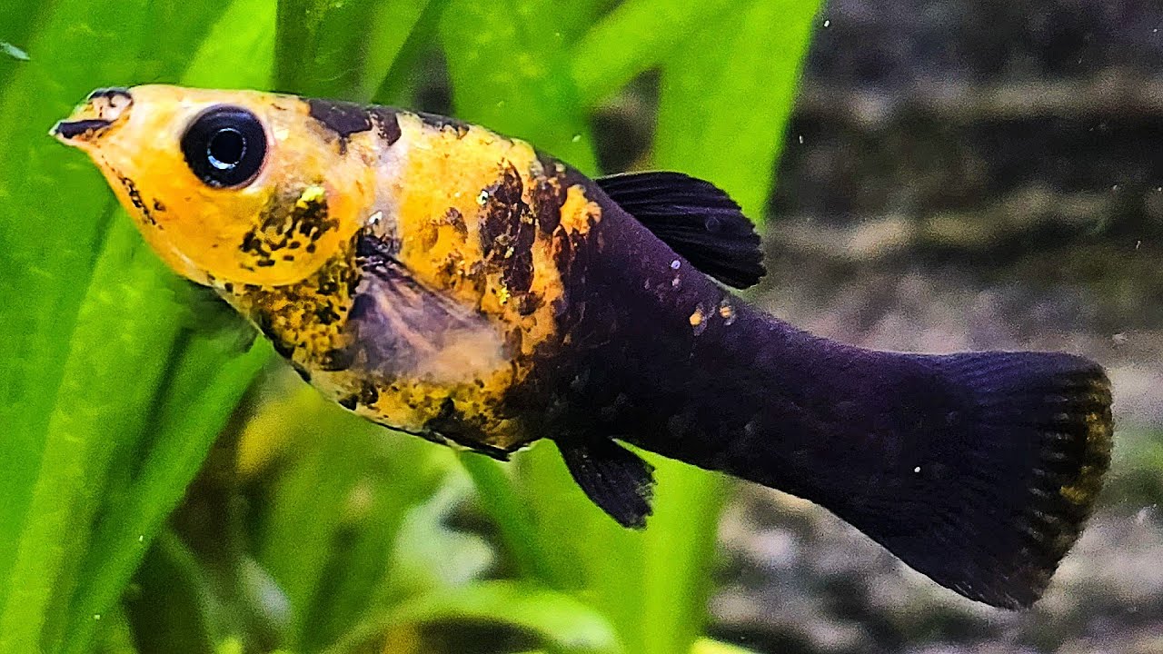 🐟Fish Aquarium & Relaxing Water Sounds for Stress Relief🐠 - YouTube