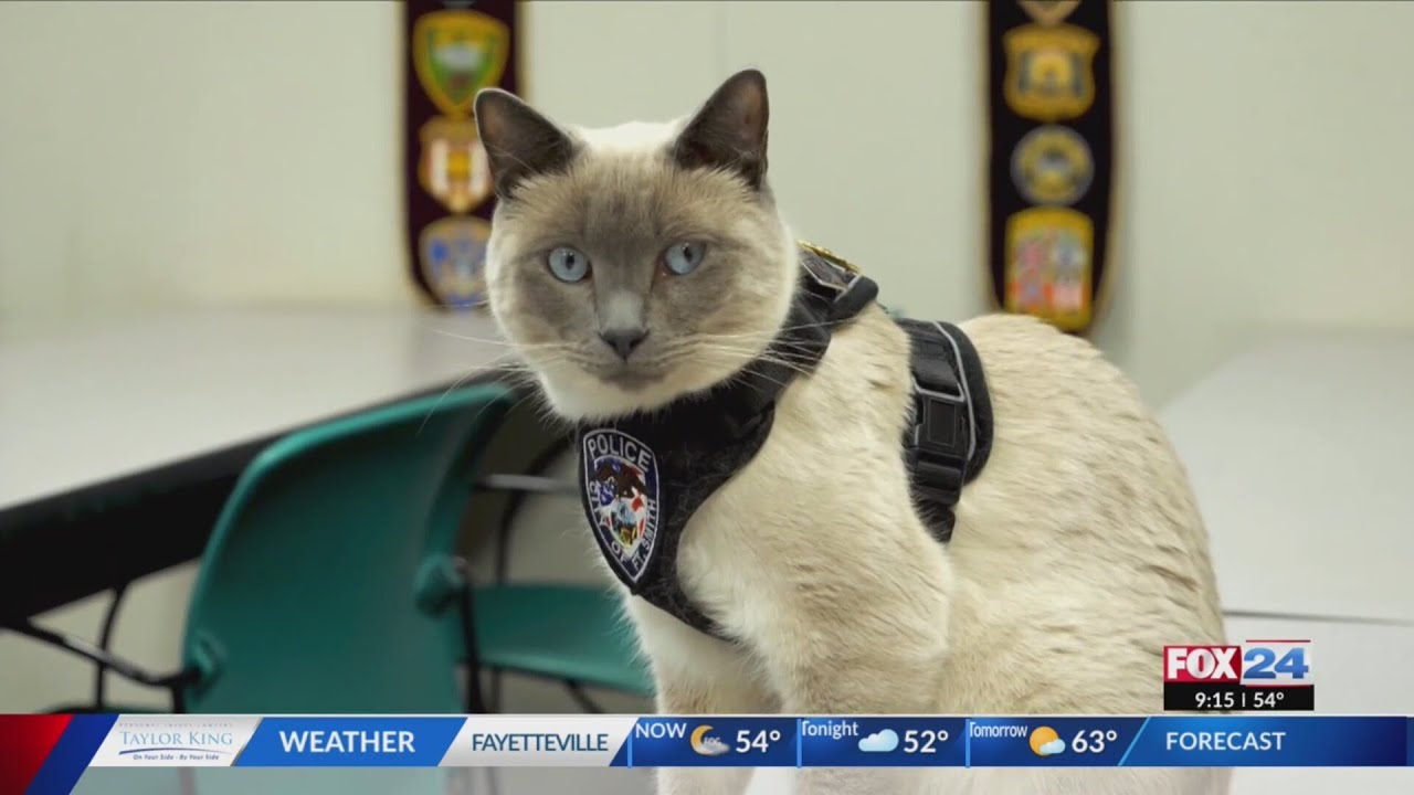 Meet Fort Smith Police Department's Pawficer Fuzz - YouTube