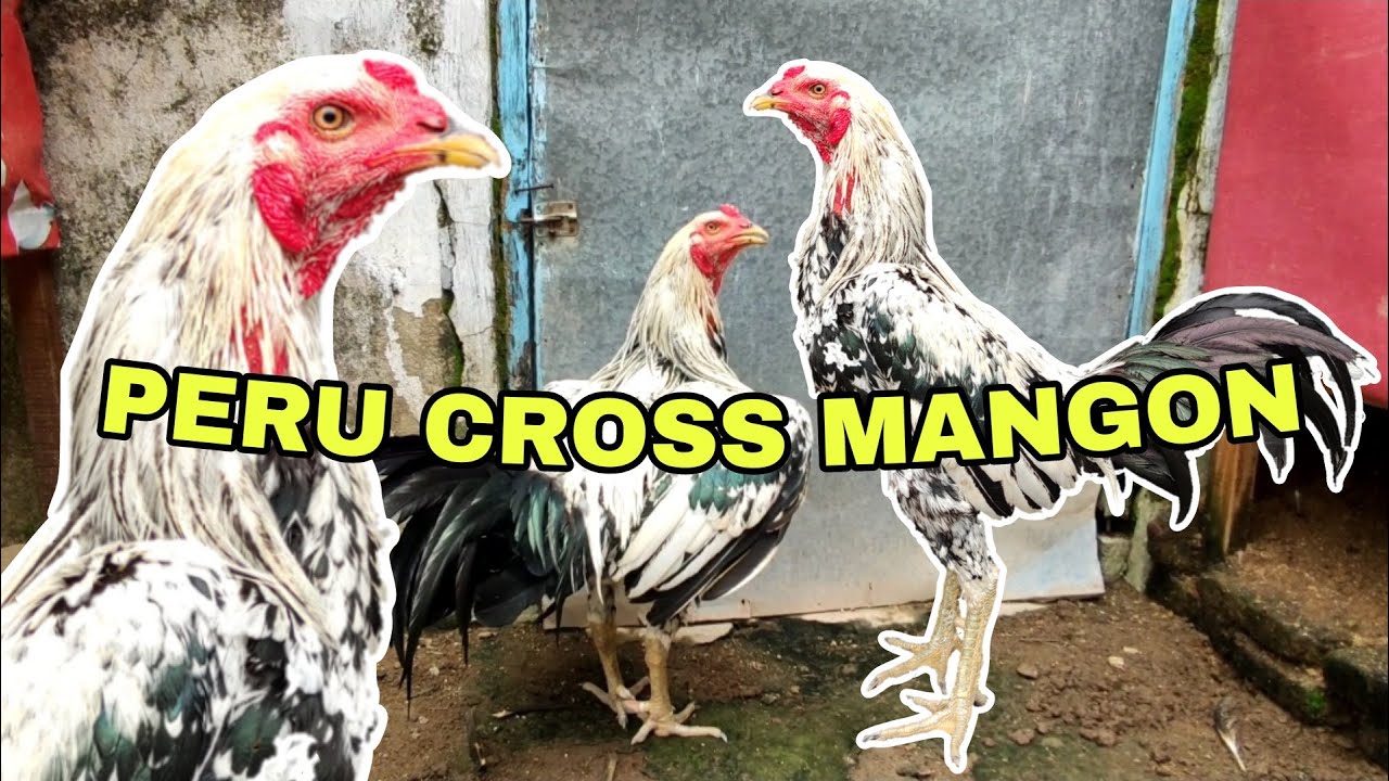 AYAM PERSILANGAN PERU X MANGON - YouTube