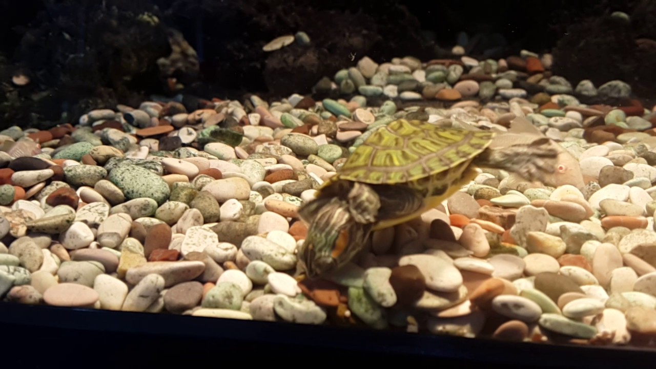 Baby res turtle in tank with small fish - YouTube