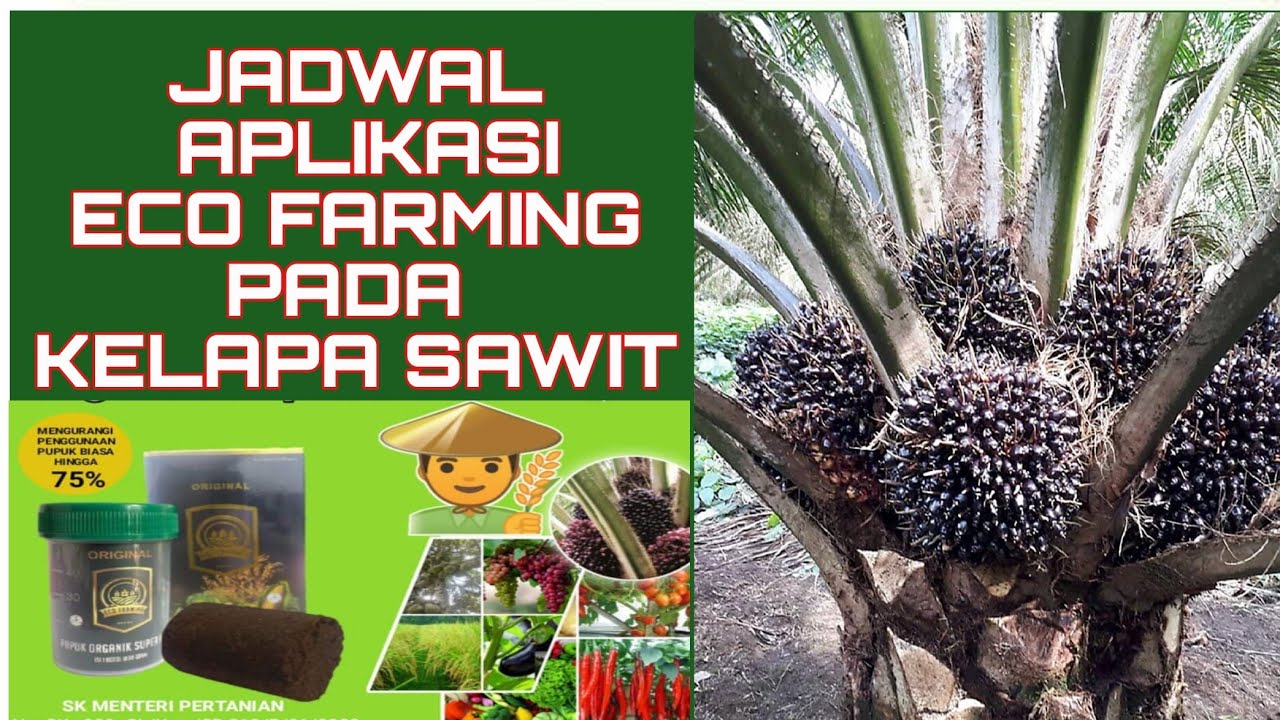 JADWAL PEMUPUKAN ECO FARMING PADA KELAPA SAWIT | info tlpn/Wa ...