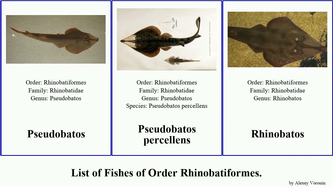 Fishes of Order Rhinobatiformes guitarfish Acroteriobatus Asterodermus ...