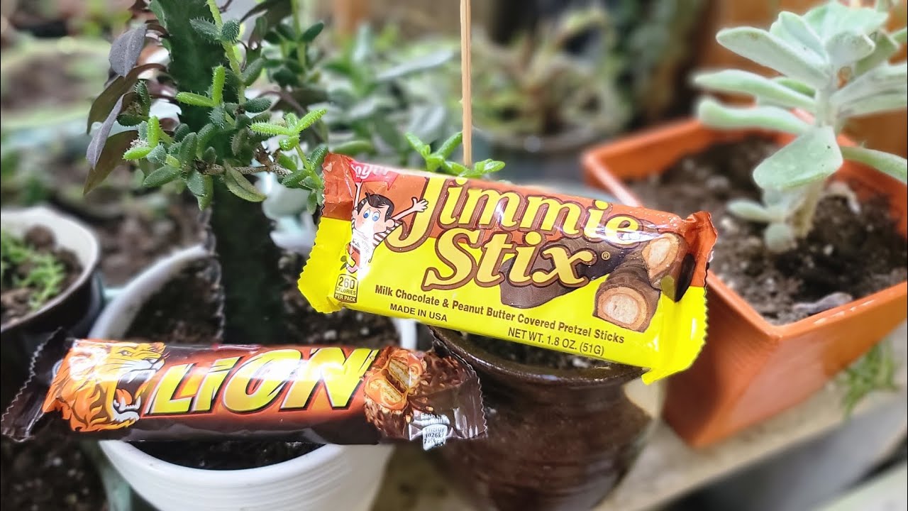 Throwback Thursday | JIMMY STIX and the LION bar | Taste Test / Food ...