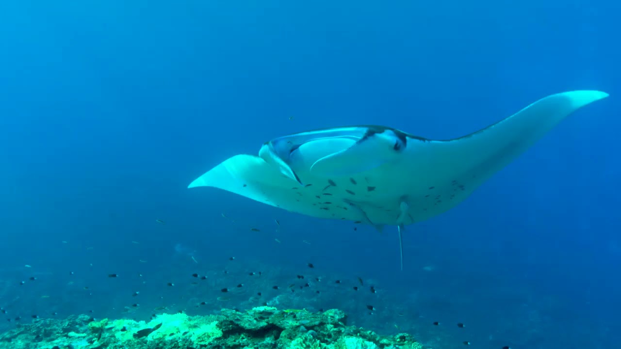 Le labre nettoyeur - YouTube