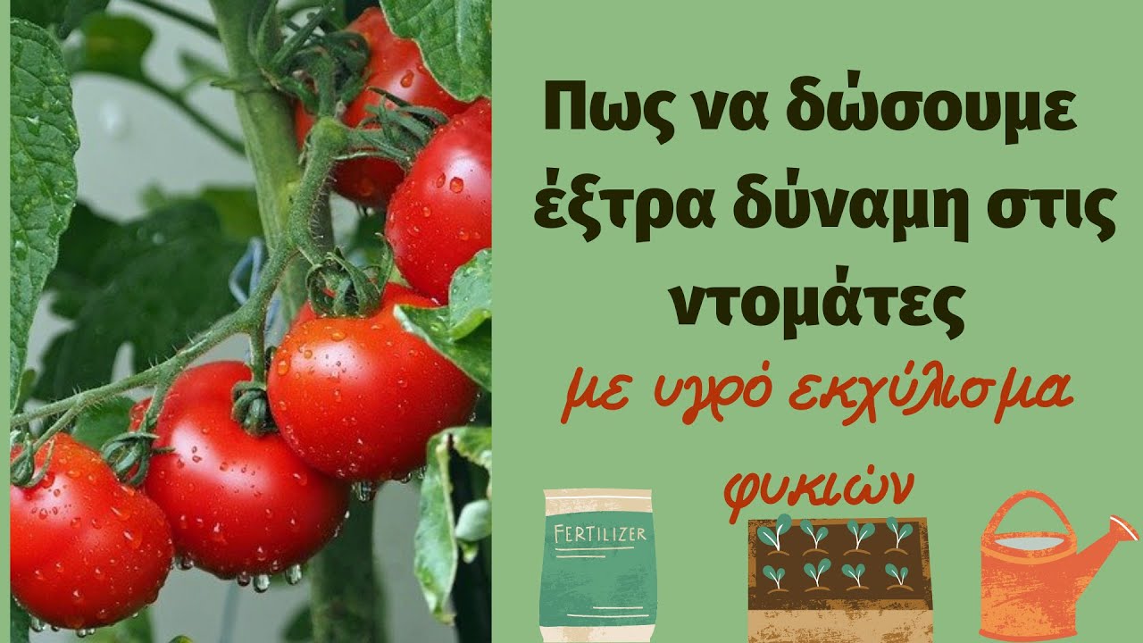 Πως να δώσουμε έξτρα δύναμη στις ντομάτες - YouTube