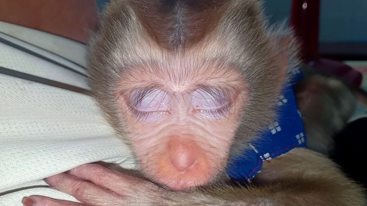 Marvelous Monkey Sleep With Description | Monkey Abbey's Silent ...