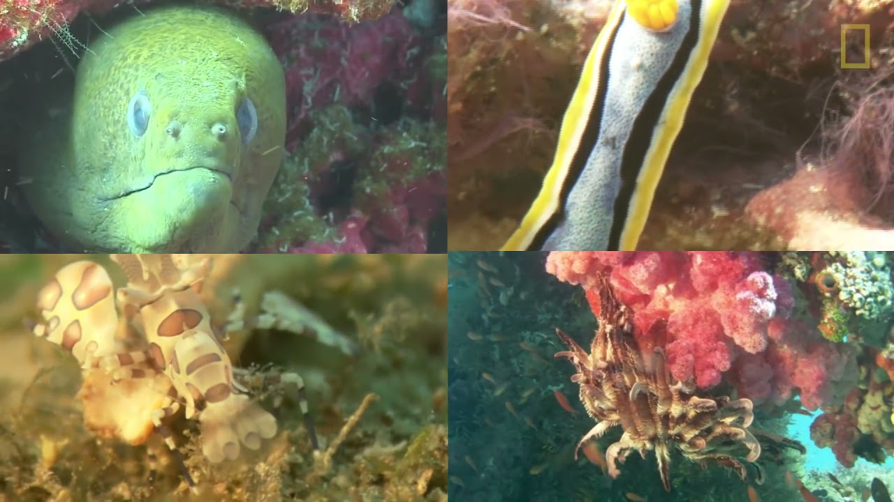 Coral Reefs 101 National Geographic - YouTube