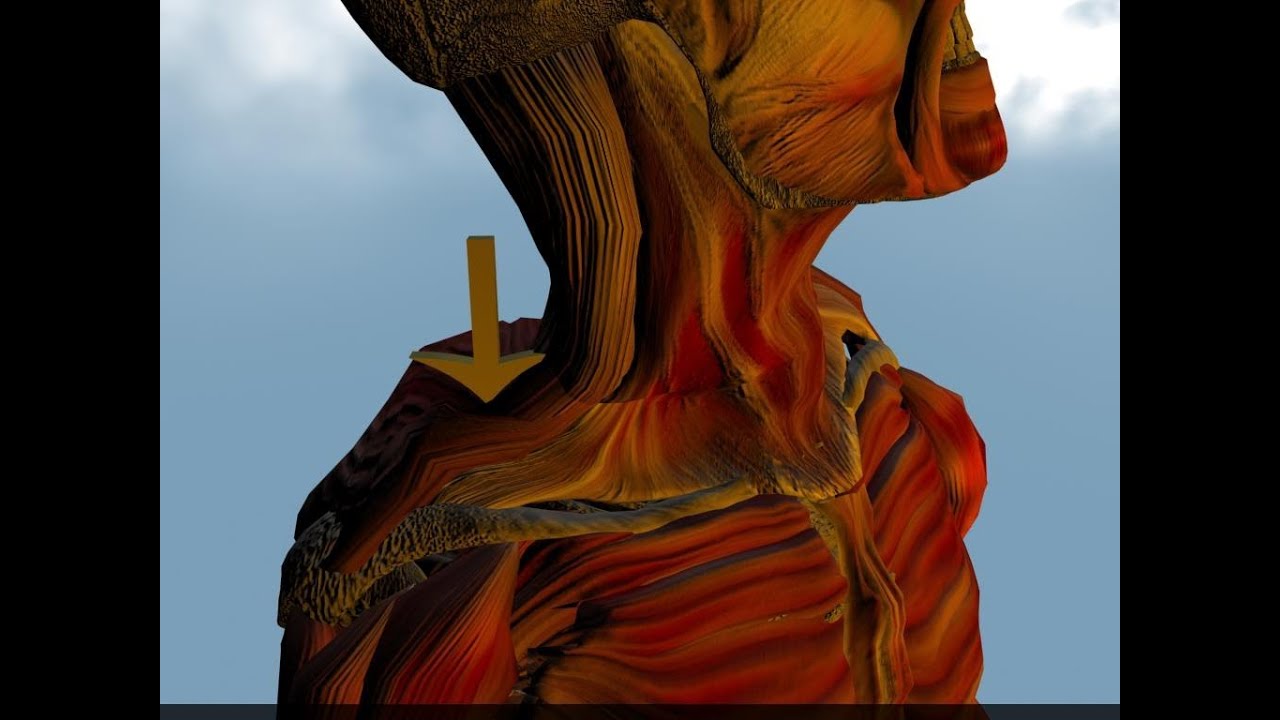 Pressure points of the Neck 2 coming soon! - YouTube