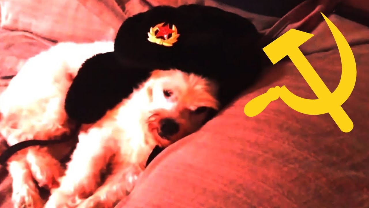 SOVIET BOLT O CACHORRO COMUNISTA - YouTube