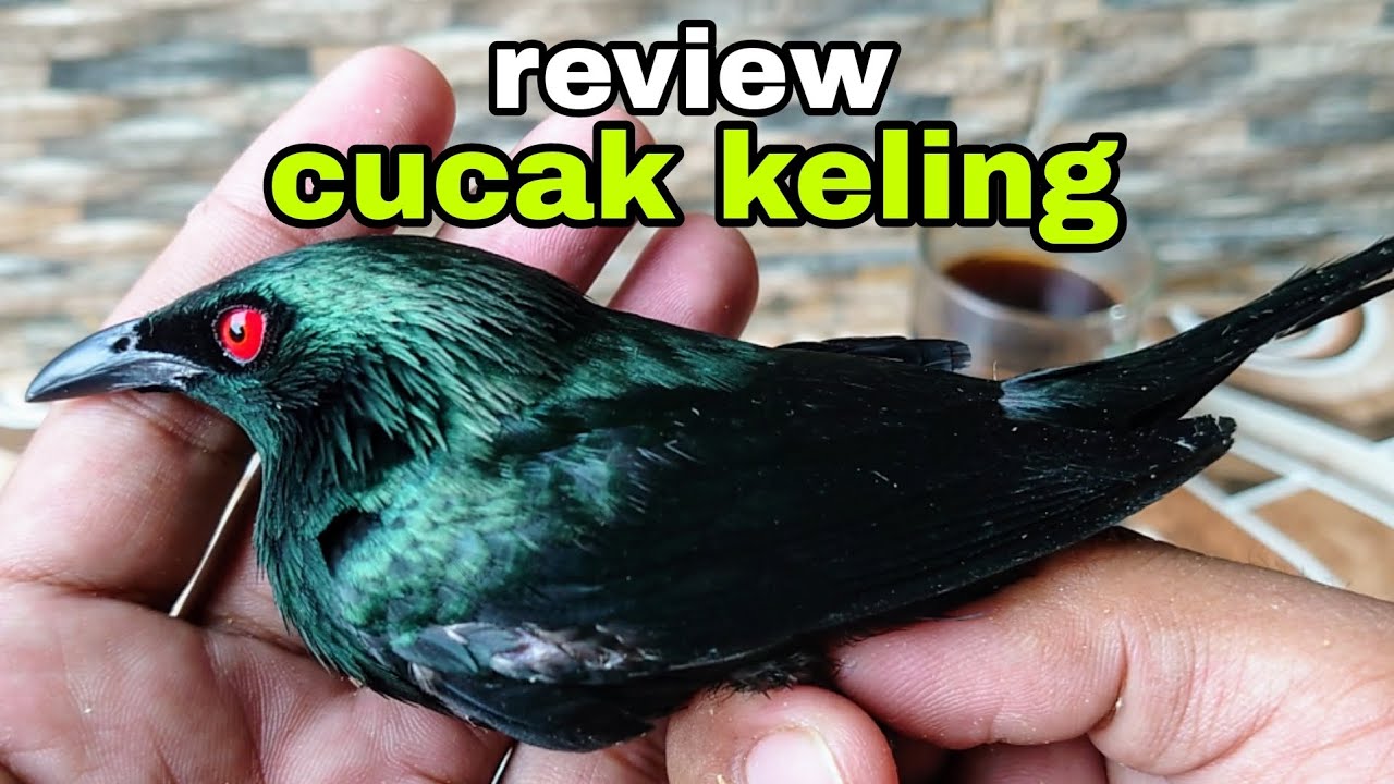 REVIEW BURUNG CUCAK KELING | CEMPERLING |PERLING KUMBANG | CUCAK KELING ...