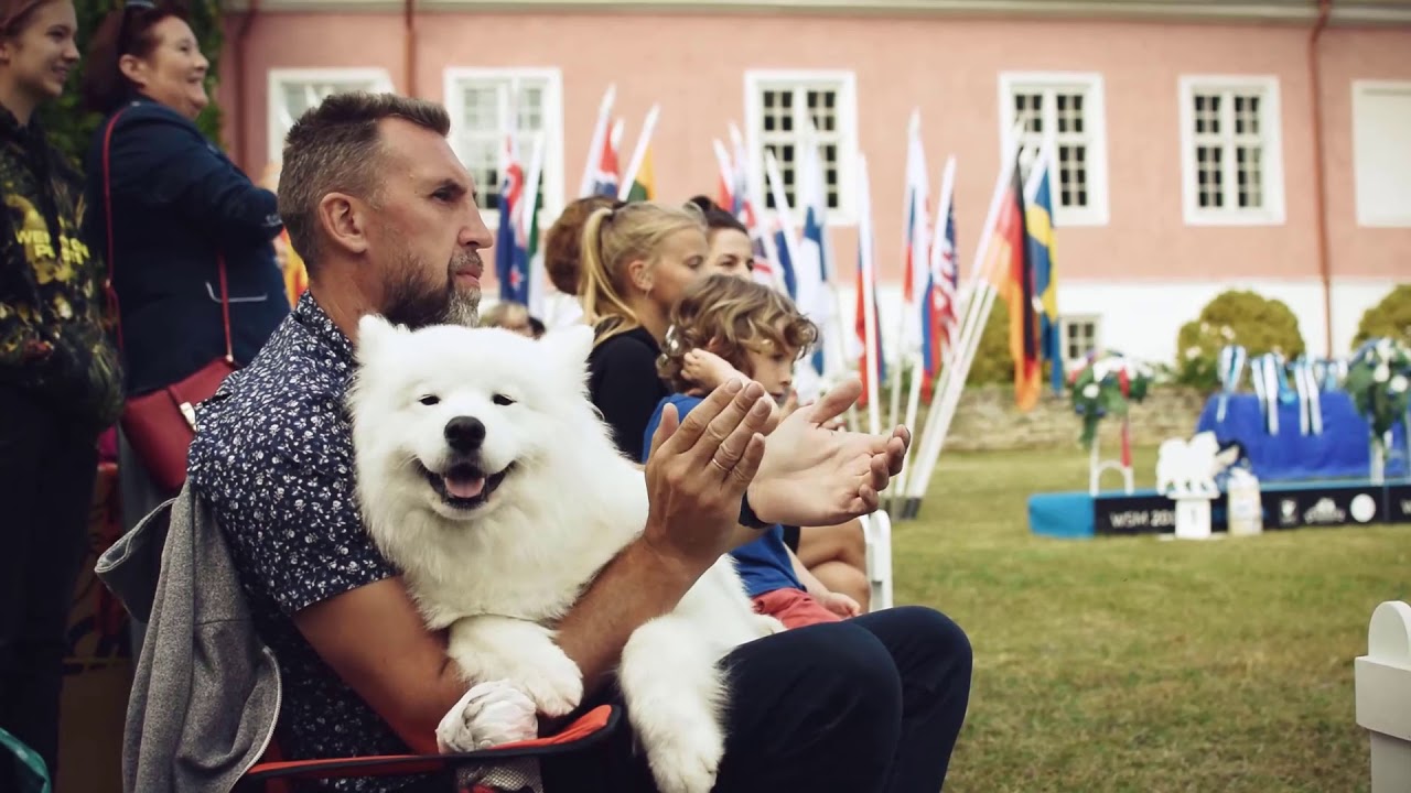 WORLD SAMOYED MEETING 2019 - YouTube