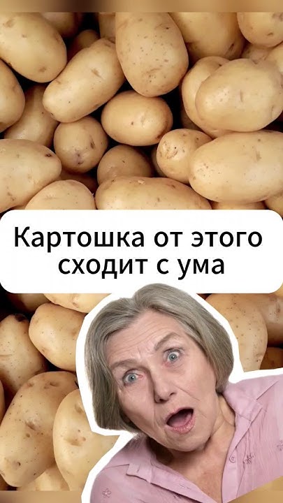 Секрет урожая картошки в 1 подкормке! #огород #дача #сад #картофель ...