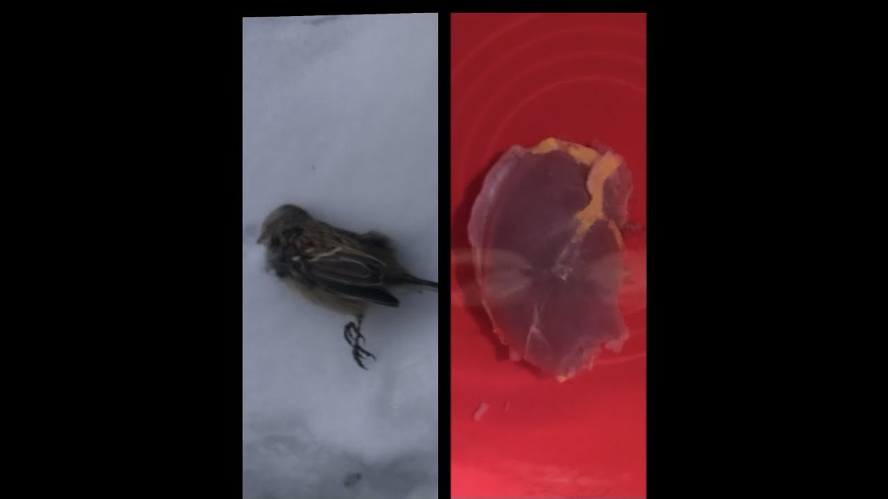Cooking and Eating a Sparrow - YouTube