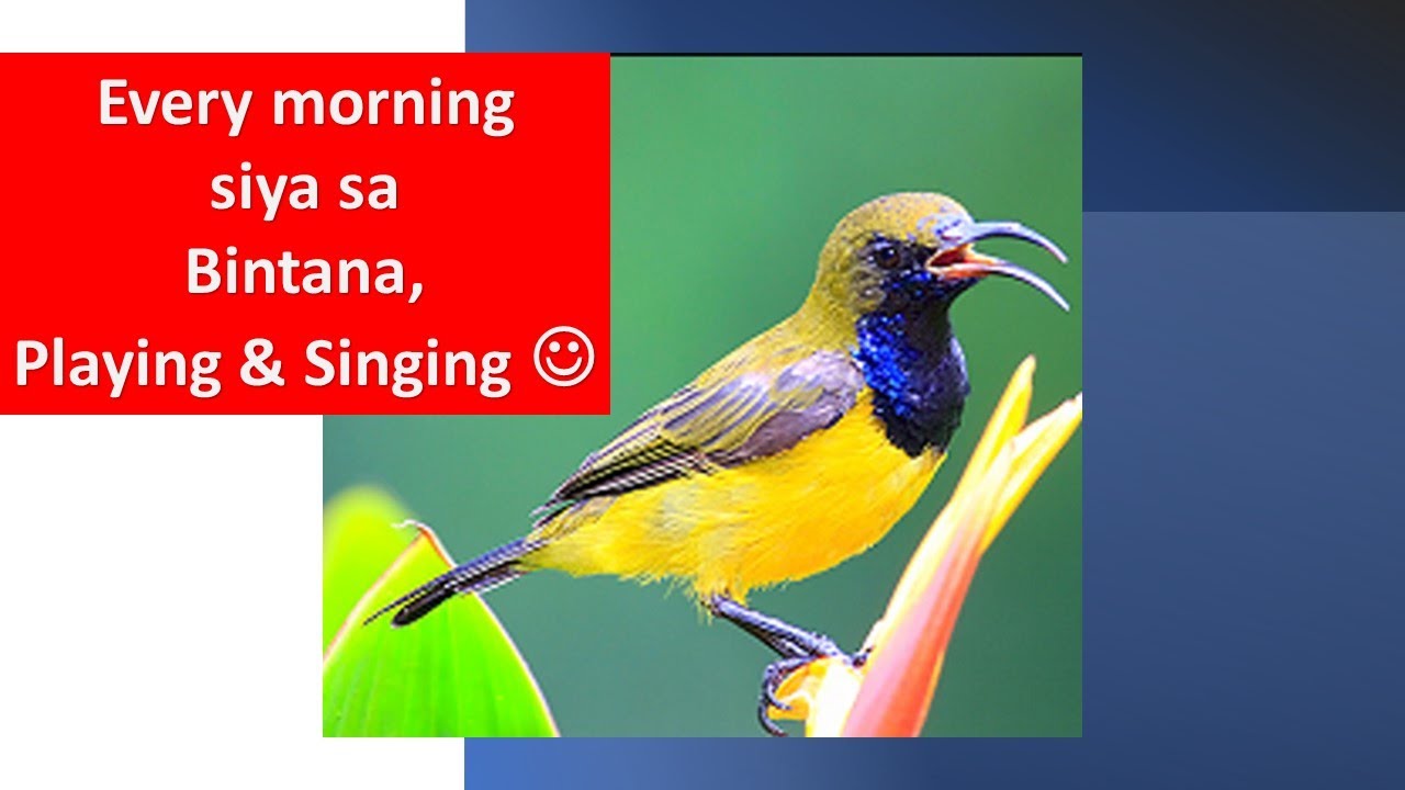 The Hummingbird of the Philippines - Tamsi - YouTube