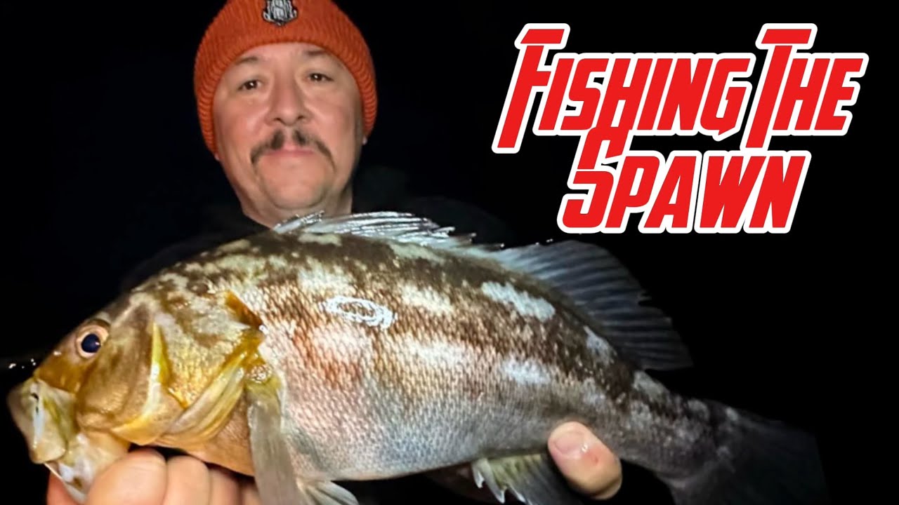 Fishing the spawn for calico bass and Sandbass at the Long Beach ...
