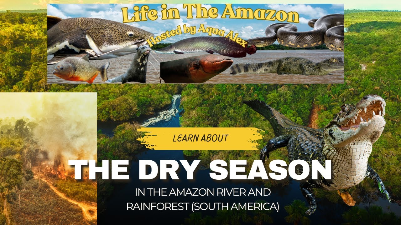 Life In The Amazon Ep. 55: Dry Season In The Amazon - YouTube
