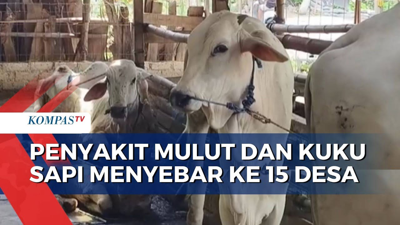 Penyakit Mulut dan Kuku Kembali Menjangkit Sapi-Sapi di Rembang dan ...