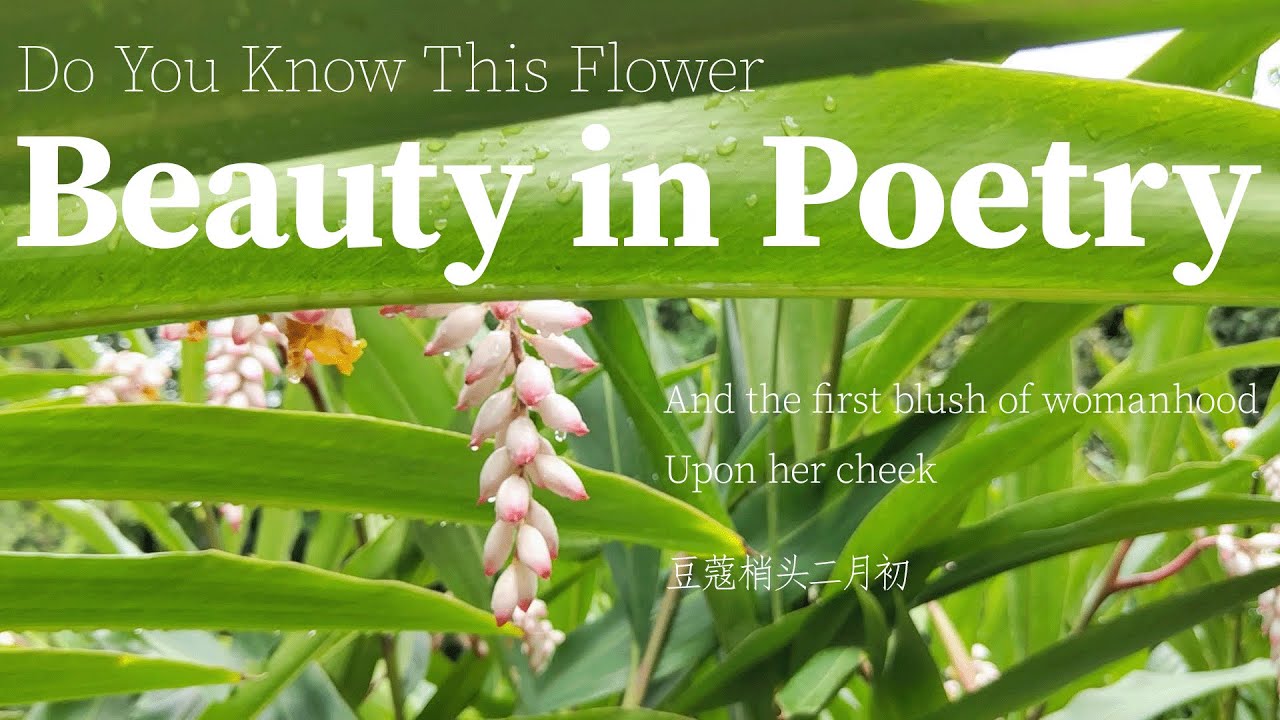 Beauty of the Poem, Shell Ginger - YouTube