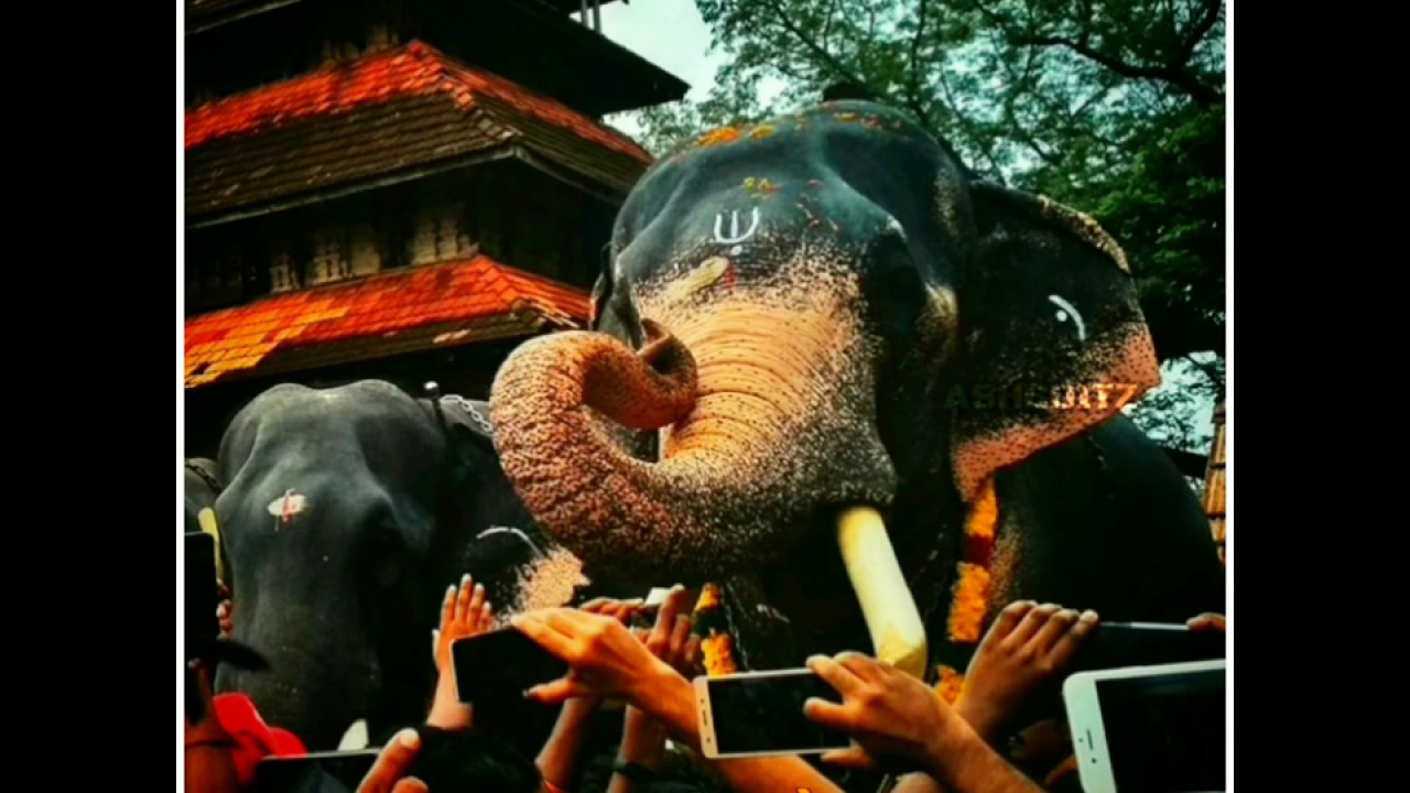Ukkens Kunju Elephant New whatsapp Status | ookan kunju mass video ...