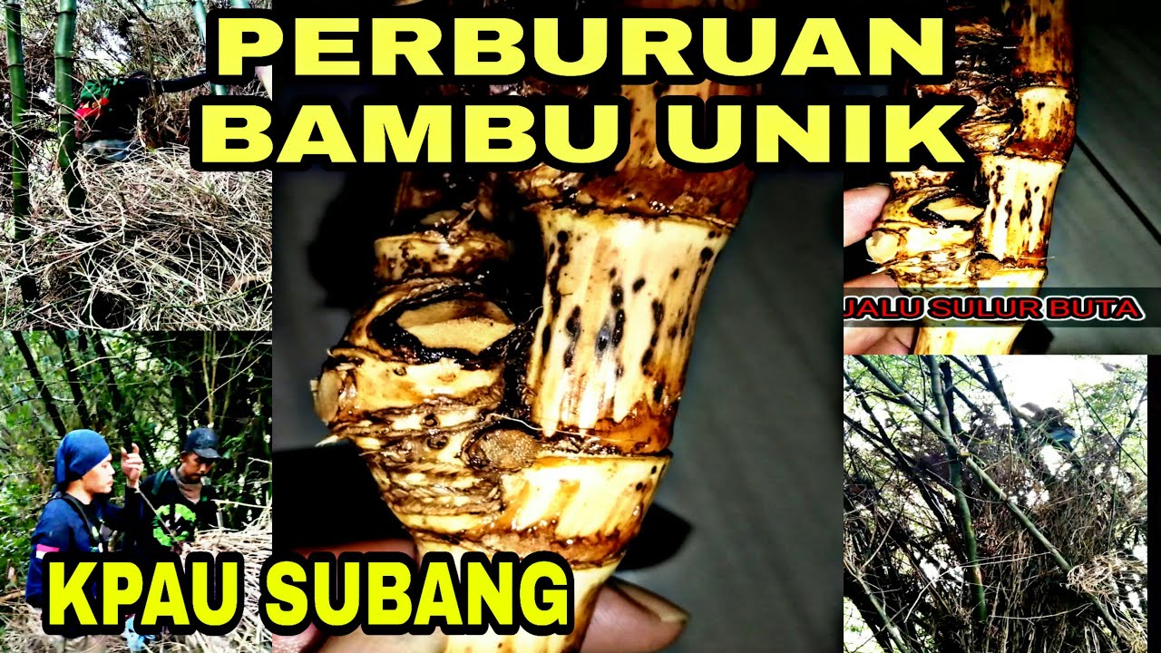 JENIS BAMBU UNIK BAMBU PETUK JALU SULUR BUTA #bambuunik #awiunik # ...