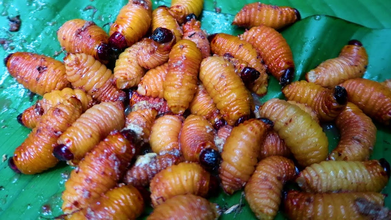 MÓN GIÒI VÀ SÂU CÓN KHÓ TIN - Sống Trong Rừng Già - Tập 3 - Phần 1 ...