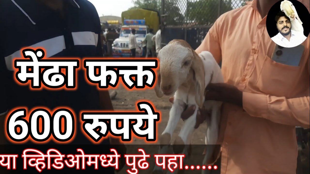 साक्री बोकड बाजार : bokad palan : बोकड पालन - YouTube