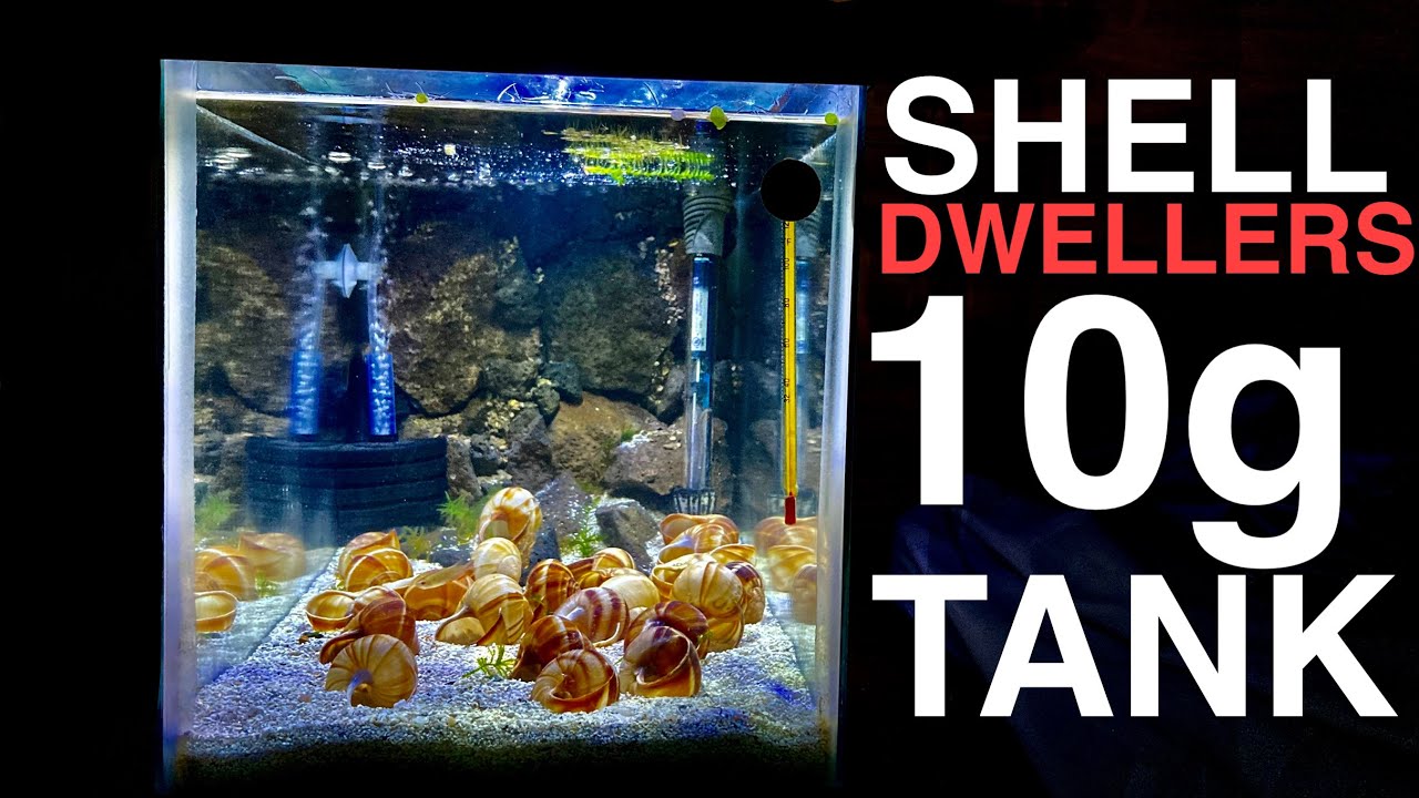 How Fast Do Shell Dwellers Grow at Aiden Ligar blog