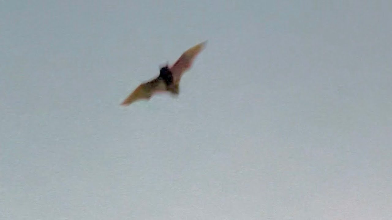 🦇 2022年10月2日 flying bat in the evening - YouTube