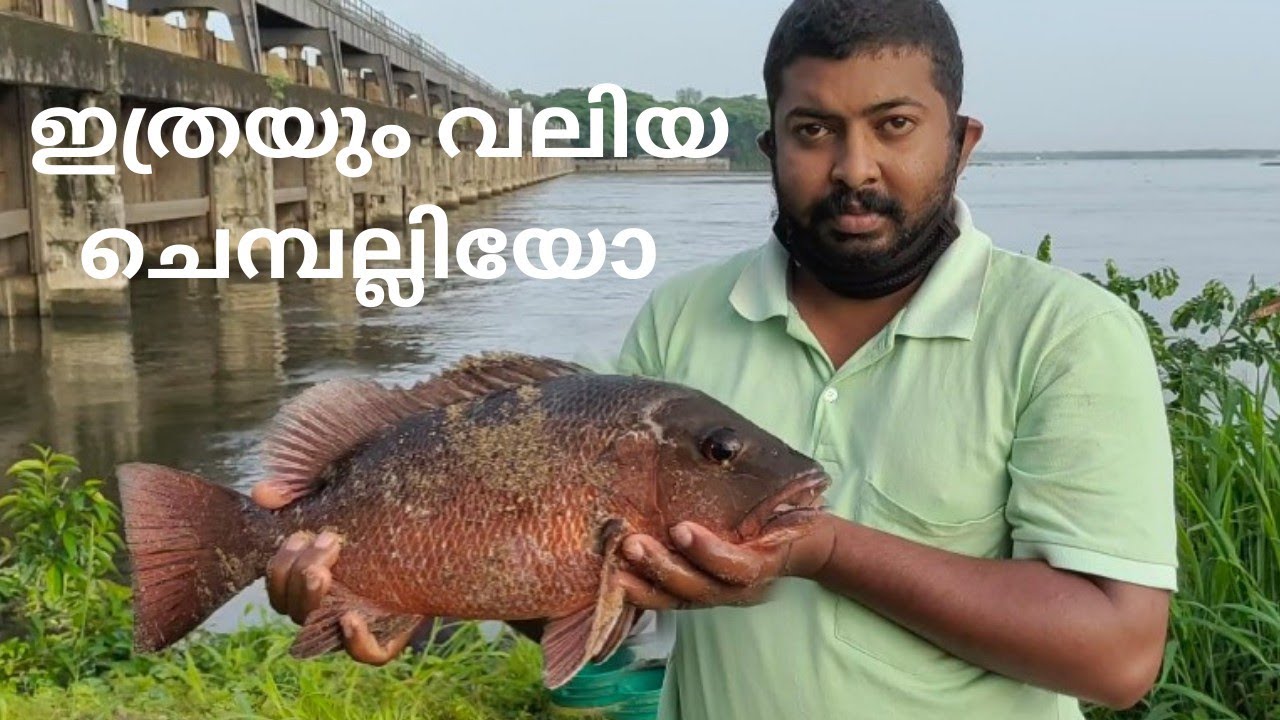 Chemballi Fishing Kerala|Mangrove Jack Fishing|ചെമ്പല്ലി|Red Snapper ...